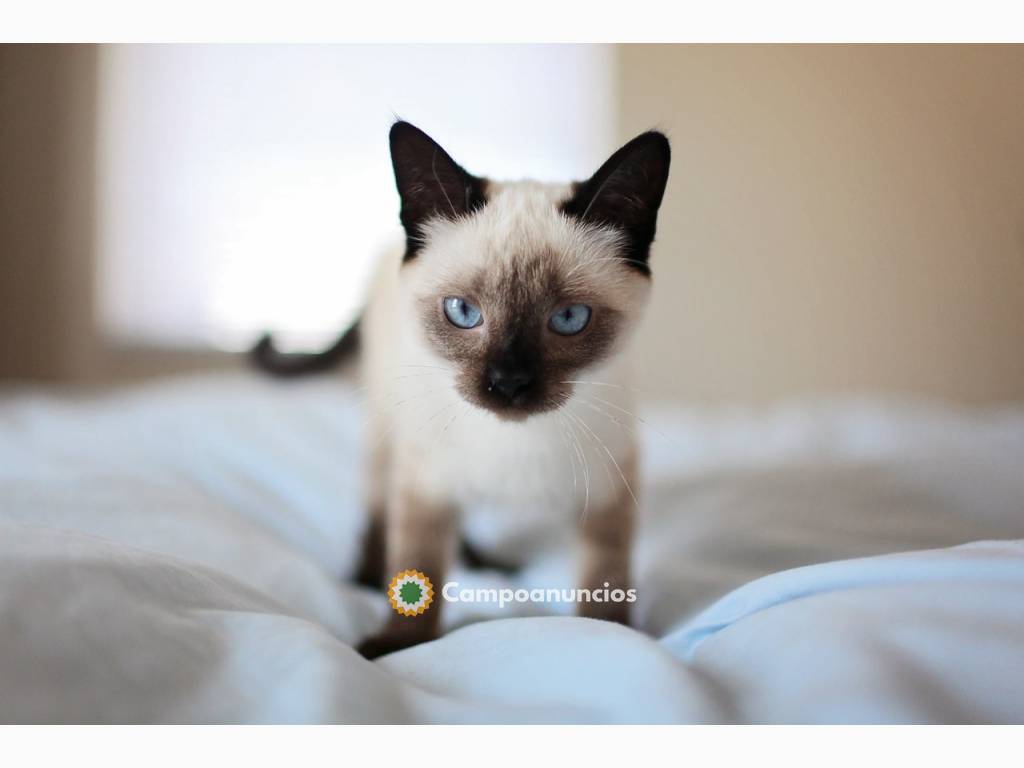 BONITOS SIAMES GATOS LISTE PARA TI en Baleares · Campoanuncios