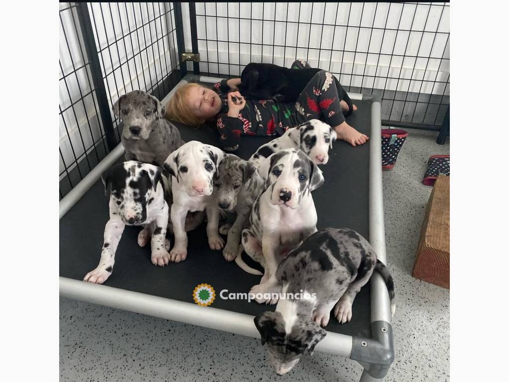 Regalo CACHORRO de gran danés en adopcio en Alicante · Campoanuncios